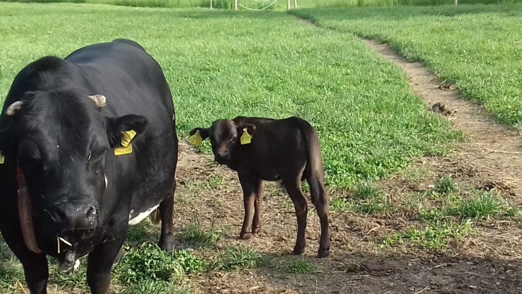 Dahomey Rinder – Weiher Hütt'n