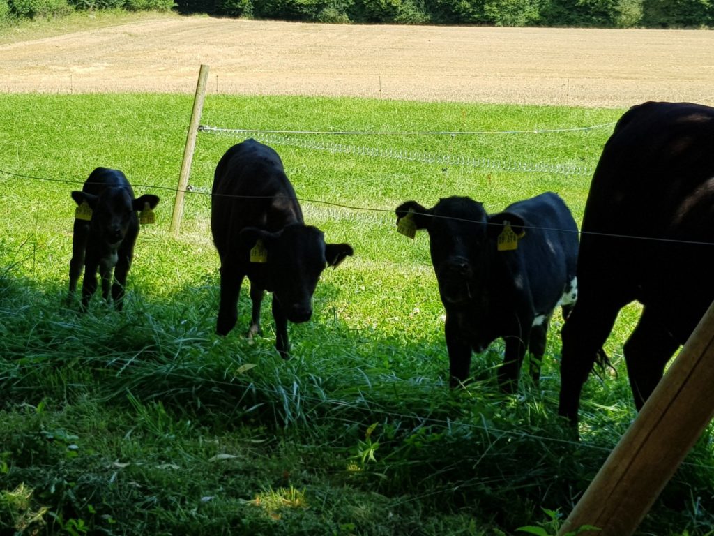 Dahomey Rinder – Weiher Hütt'n