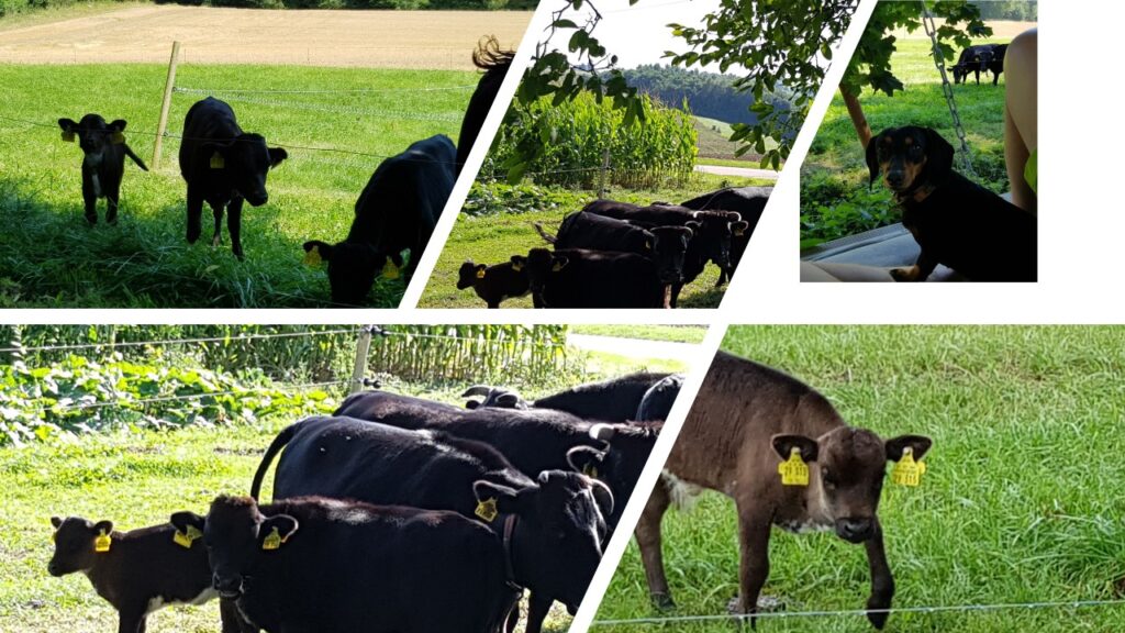 Dahomey Rinder – Weiher Hütt'n